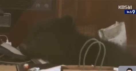 퇴근하니 거실에 야생 곰…겨울잠 잊은 日주택가 출몰 왜