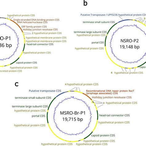Annotation Of Phage Like Particle Derived Genomes Open Reading Frames