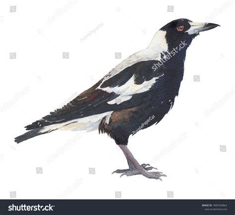 Australian Magpie Over Royalty Free Licensable Stock Illustrations Drawings Shutterstock