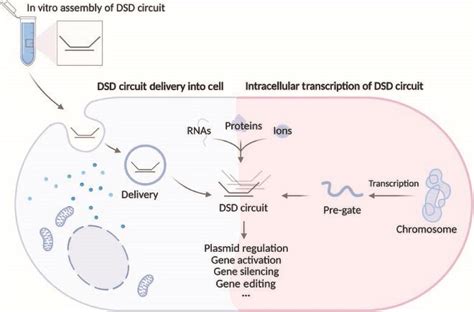 Dna Circuits Come Alive Scientists Build Molecular Robots Inside Living Cells