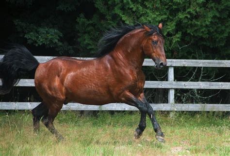 Die 8 Schönsten Braunen Pferderassen Mit Bildern Rekordtierede