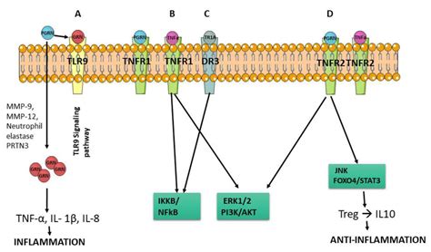Schematic Representation For The Principal Pgrn And Granulin