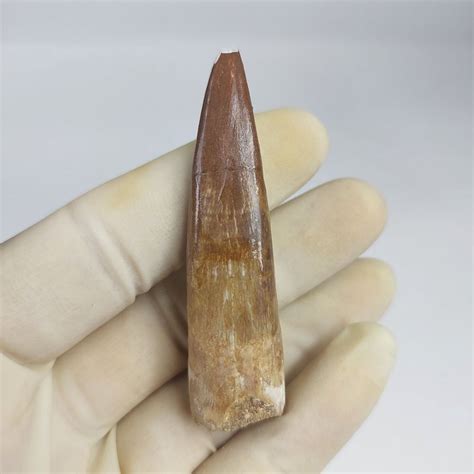 2 5 Huge Mosasaur Tooth Rare Fossil Dinosaur Cretaceous Fossilpaleo
