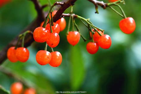 【樱桃熟了摄影图片】生态摄影 快乐一族的博客 太平洋电脑网摄影部落