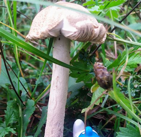 Mushrooms And Smurfs Adventures