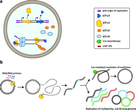 Dna Replication Diagram Mastering Biology Solved Experimental Inquiry