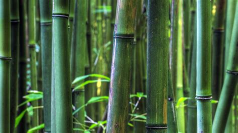 대나무 숲 마우이 하와이 미국 640x1136 Iphone 55s5cse 배경 화면 그림 이미지