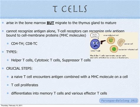 T Cells And B Cells