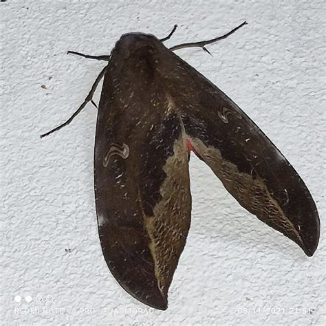 Phyllodes Verhuelli A Photo On Flickriver