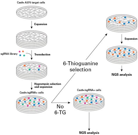 Performing A Phenotypic Screen Using The Guide It Crispr Genome Wide Sgrna Library System