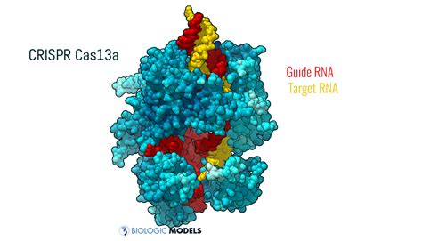 Crispr Cas13a Biologic Models