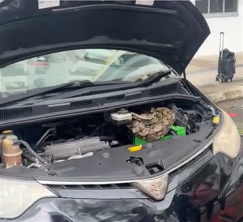 Python Found Inside Car At Marine Parade Gets Caught By Residents