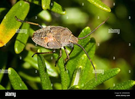 An Instar Nymph Of The Brown Shield Bug Oncocoris Apicalis Also Known As The Brown Stink Bug