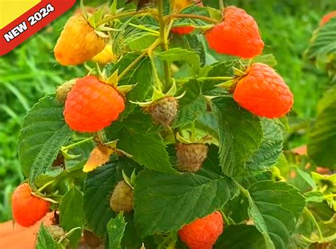 Double Gold Raspberry Plants Bare Root Canes For Sale Canada
