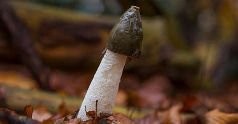 How To Get Rid Of Mulch Fungus Herbvity