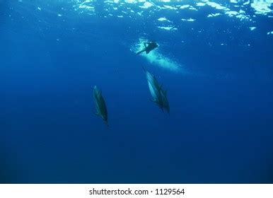 Hawaii Dolphin Snorkel Photos And Images Shutterstock