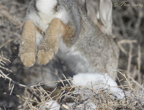 Are Rabbits Feet Really Lucky At George Delano Blog