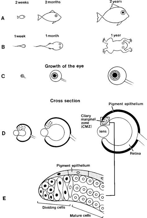 Postembryonic Growth Of The Eye Through Cell Division At The Ciliary