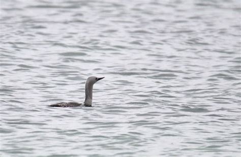 Birds And Birding In Assynt Assynt Field Club