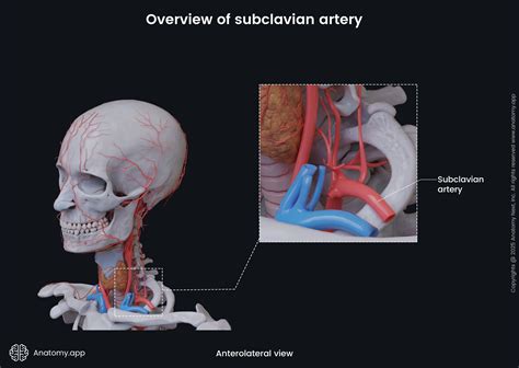 Subclavian Artery Anatomy Image Result For Subclavian Artery