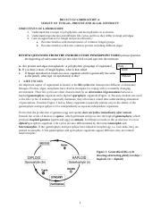 BIO Lab Protist Diversity Jasmine Allen Docx BIO SCI LABORATORY SURVEY OF