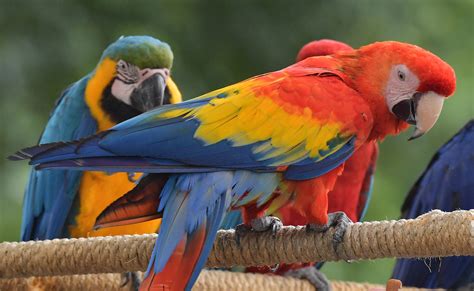Magnificent Macaws Indianapolis Zoo