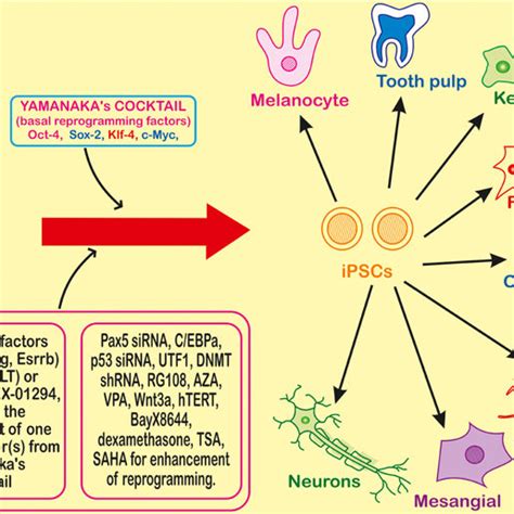 Introduction Of The Four Transcription Factors Oct 4 Sox 2 Klf 4