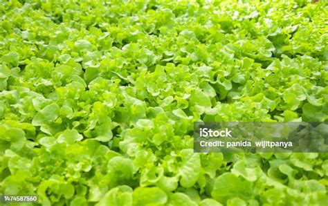 토양 농업 유기 건강 식품 자연 잎 작물 바이오 수경 농장에서 수경 야채 정원에서 자라는 신선한 녹색 오크 상추 물에 수경 식물 0명에 대한 스톡 사진 및 기타 이미지