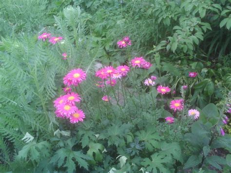 Pyrethrum Grows On You