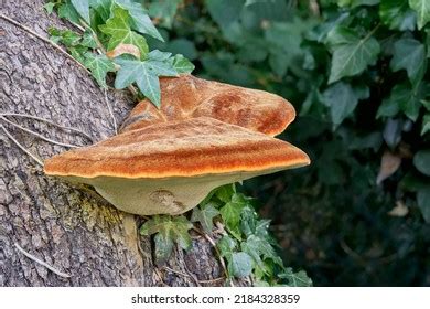 7 526 Shaggy Tree Images Stock Photos Vectors Shutterstock