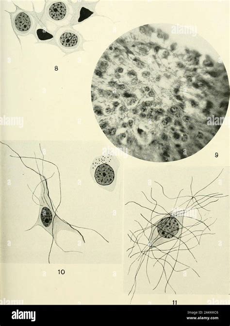 Neuroglia Microscope