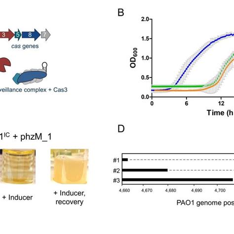 A A Schematic Of The Type I C Cas Gene Operon And Crispr Array The