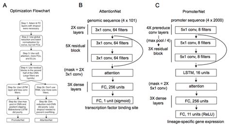 Schematic Of Hyperparameter Optimization And Final Architecture Download Scientific Diagram