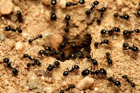 Little Black Ants Little Black Ant Control Terro®