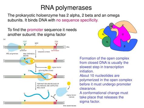 Ppt Transcription Information Transfer From Dna To Rna Powerpoint