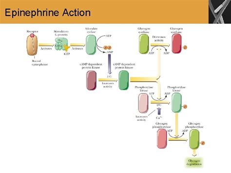 Chapter Twentyfour Integration Of Metabolism Cellular Signaling Connections