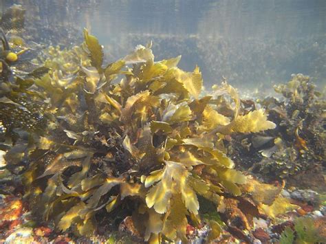 Difference Between Macroalgae And Microalgae Compare The Difference