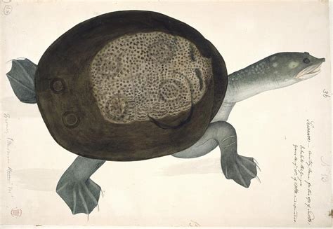 Turtle Artwork By Science Photo Library