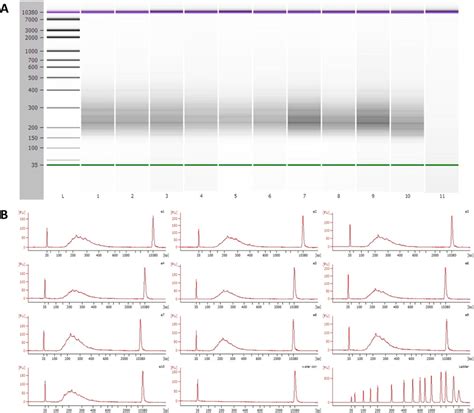 Agilent 2100 Bioanalyzer Images From Final Reduced Representation Download Scientific Diagram