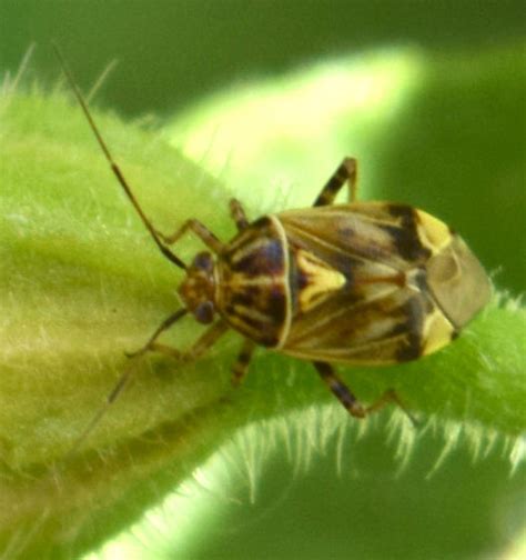 Bug Lygus Lineolaris BugGuide Net