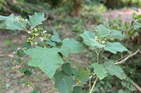 Turkey Berry Crop Trust
