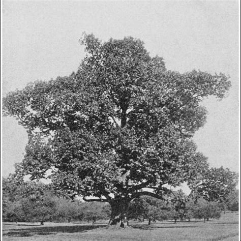 The Current State Of American Chestnut Tree Conservation Fine Gardening