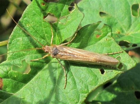 Limnephilus Limnephilus Picture Insect