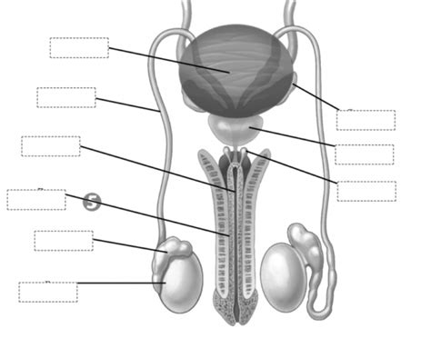Male Reproductive System Front View