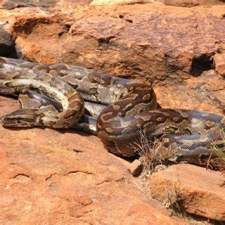 African Rock Python Facts And Pictures