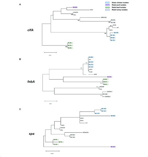maximum likelihood trees bootstrap values of 100 derived from the