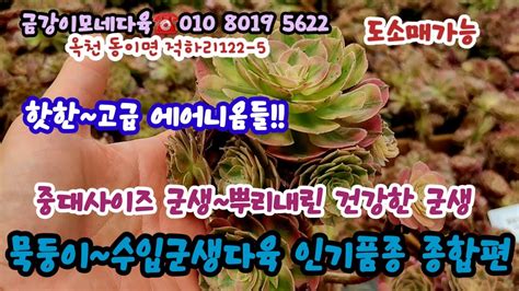 금강이모네다육 수입군생전문농원 묵은군생다량보유 에어니옴귀한품종특집 뿌리내린군생다육 도소매가능유료광고포함 Youtube