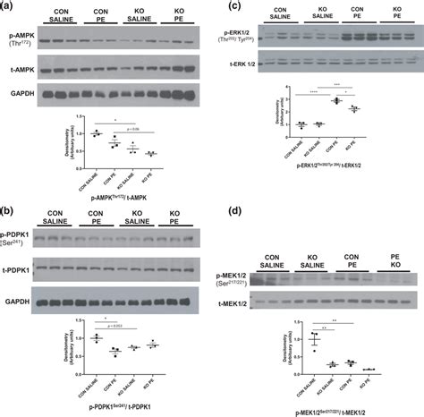 Decreased Metabolic And Growth Kinases In Crstim1− − Hearts