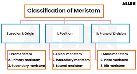 Meristematic Tissue Characteristics Types And Faqs