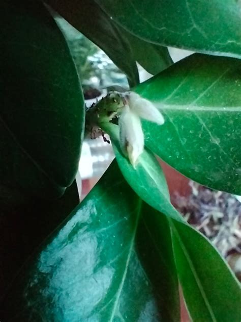 Adeniumboom Магазин растений и семян адениумов Интернет магазин Adeniumboom приглашает